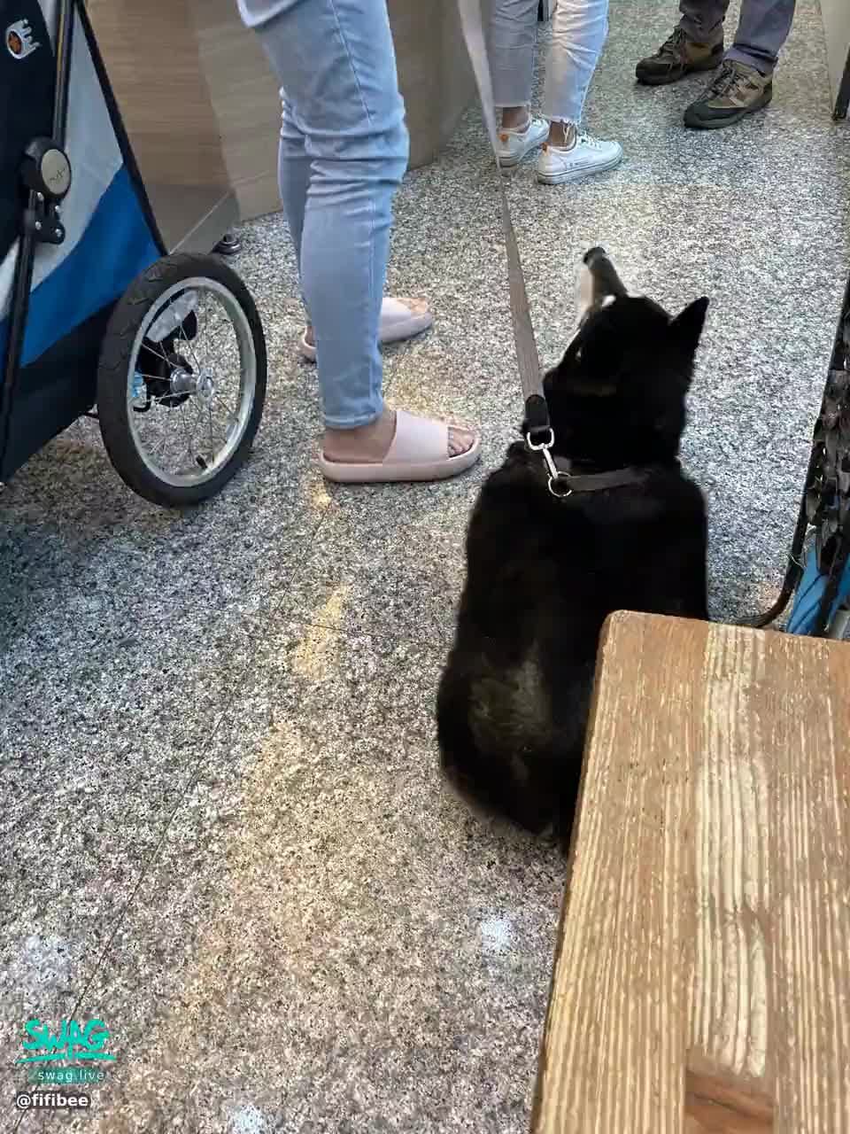 阿嬤養的狗🤣 Swag