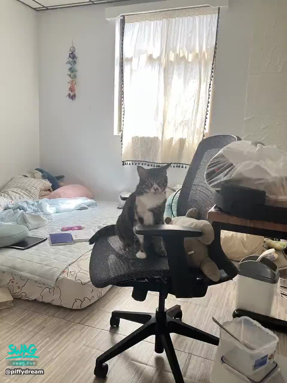 這是我家的貓，很可愛給你看看🐈babe有找到亮點嗎？ Swag